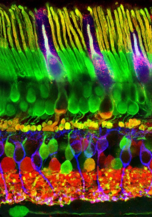 超越人眼极限 奥林巴斯显微镜摄影精选_数码_新浪科技_新浪网