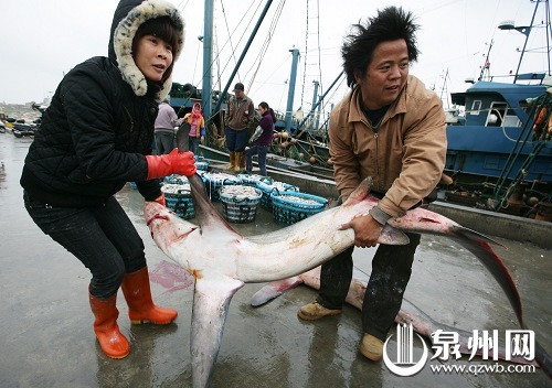石狮渔民台湾海峡意外捕获尾巴最长的鲨鱼_新闻中心_新浪网